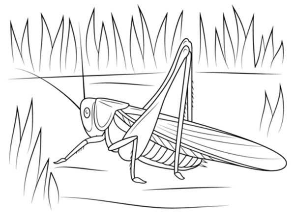 57+ Desenhos de Grilos e Gafanhotos para Imprimir e Colorir e