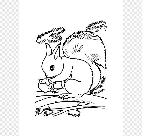 67+ Desenhos de Esquilos para Imprimir e Colorir/Pintar