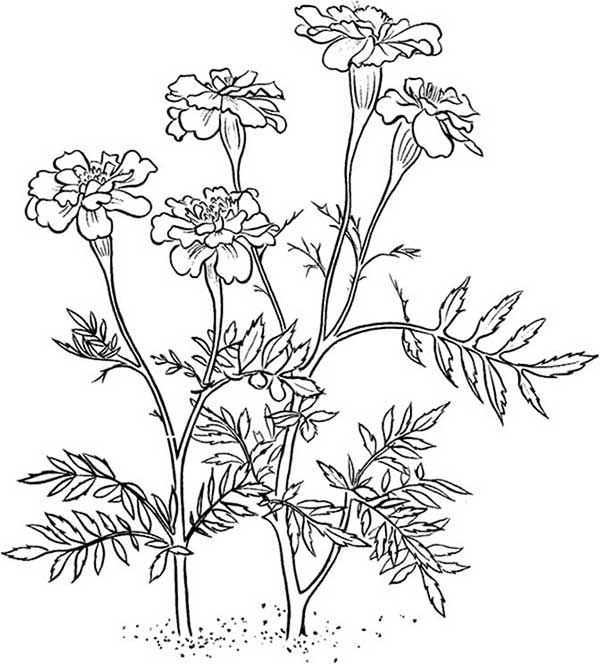 150+ Desenhos de Plantas para Imprimir e Colorir/Pintar