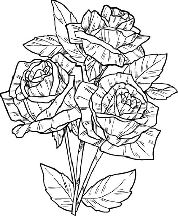 150+ Desenhos de Rosas para Imprimir e Colorir/Pintar