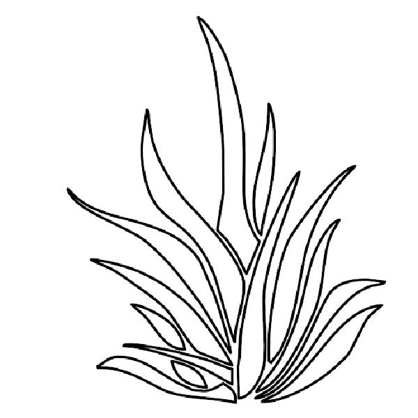150+ Desenhos de Plantas para Imprimir e Colorir/Pintar