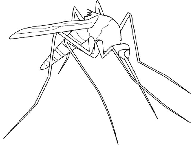 25+ Desenhos de Mosca → Imprimir e Colorir (Moldes)