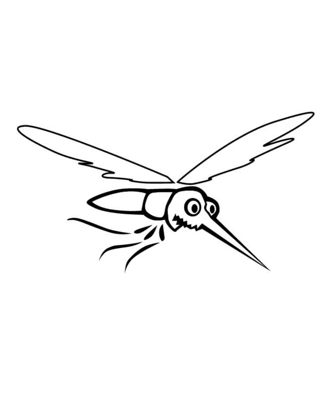 25+ Desenhos de Mosca → Imprimir e Colorir (Moldes)