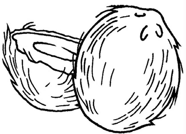 55+ Desenhos de Coco para Imprimir e Colorir/Pintar