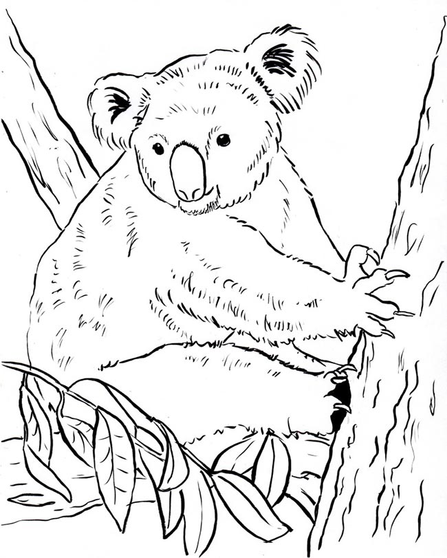 55+ Desenhos de Koala para Imprimir e Colorir/Pintar