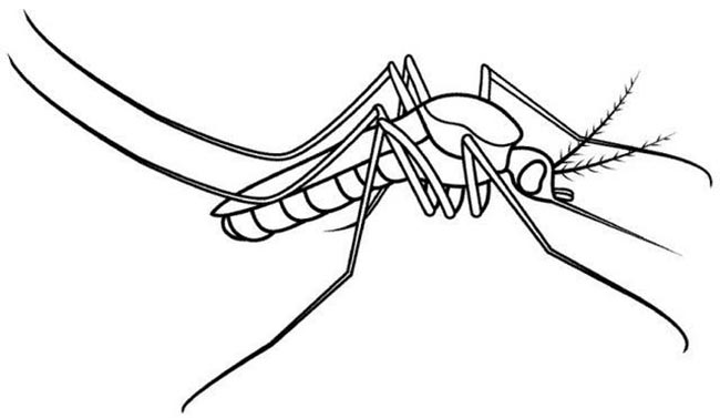 25+ Desenhos de Mosca → Imprimir e Colorir (Moldes)