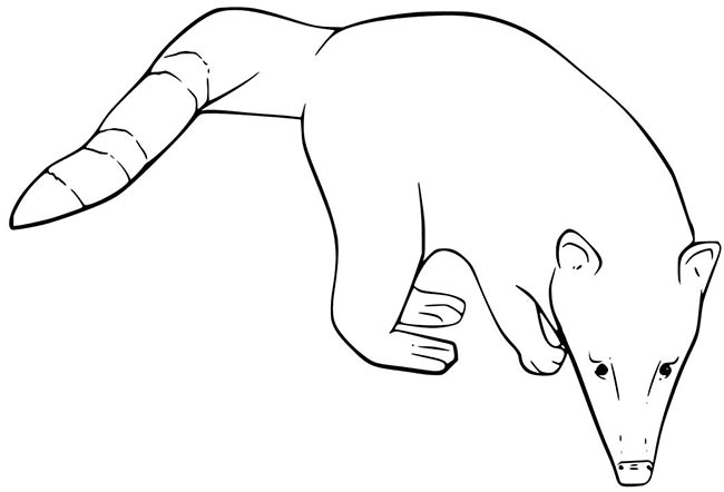 Coati Coloring Animal Drawing Pages Animals Drawings Kids Colouring ...