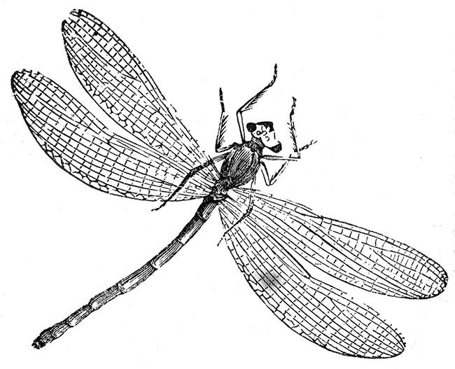 39+ Desenhos de Libélula para Imprimir e Colorir/Pintar