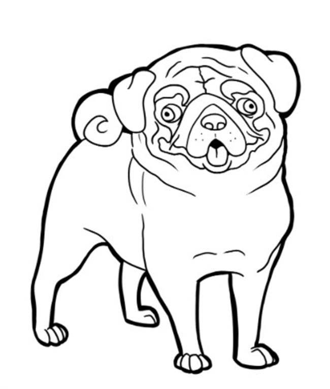 25+ Desenhos de Pug para Imprimir e Colorir / Pintar
