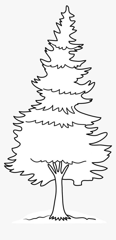 Como Desenhar um Pinheiro: Tutorial Fácil Passo a Passo (GUIA)