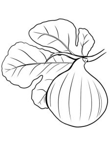 21+ Desenhos de Figo para Imprimir e Colorir/Pintar