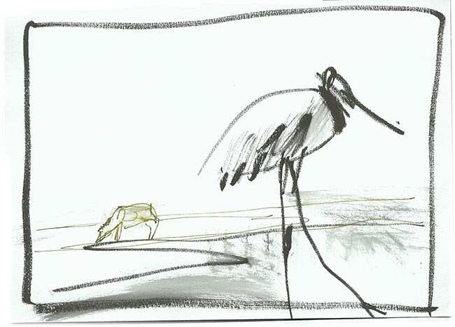 15+ Desenhos de Tuiuiú para Imprimir e Colorir/Pintar