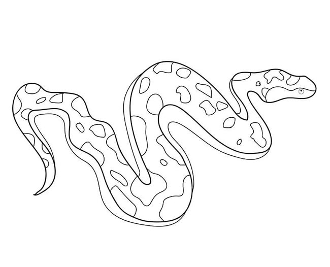 23+ Desenhos de Jiboia (Cobra) para Imprimir e Colorir/Pintar