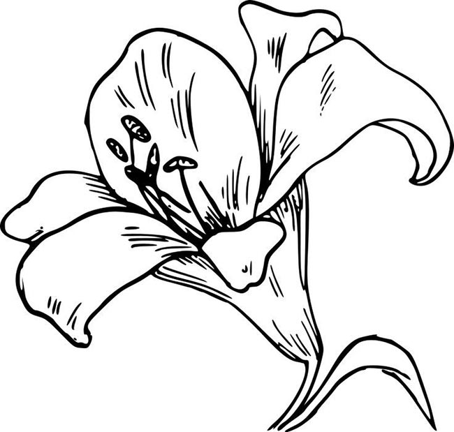 25+ Desenhos de Lírios (Flores) para Imprimir e Colorir/Pintar