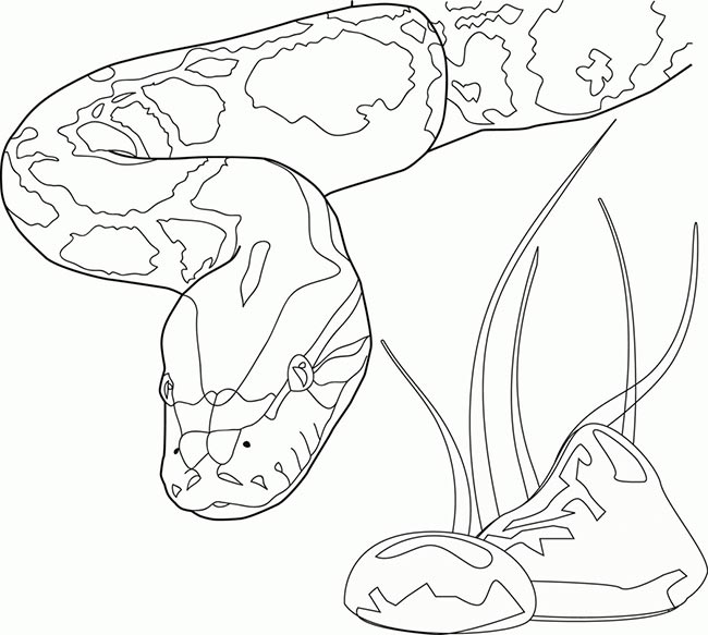 23+ Desenhos de Jiboia (Cobra) para Imprimir e Colorir/Pintar