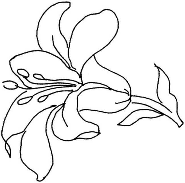 25+ Desenhos de Lírios (Flores) para Imprimir e Colorir/Pintar