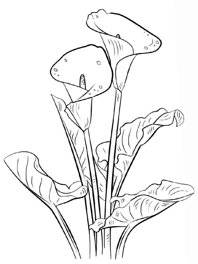25+ Desenhos de Lírios (Flores) para Imprimir e Colorir/Pintar