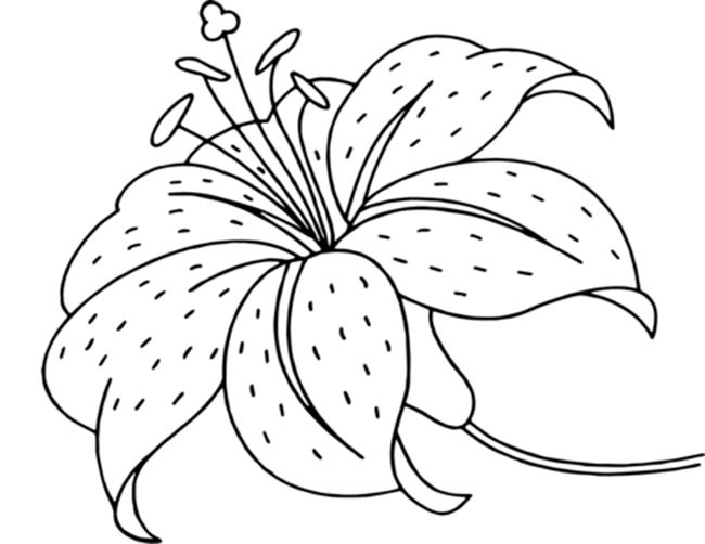 25+ Desenhos de Lírios (Flores) para Imprimir e Colorir/Pintar