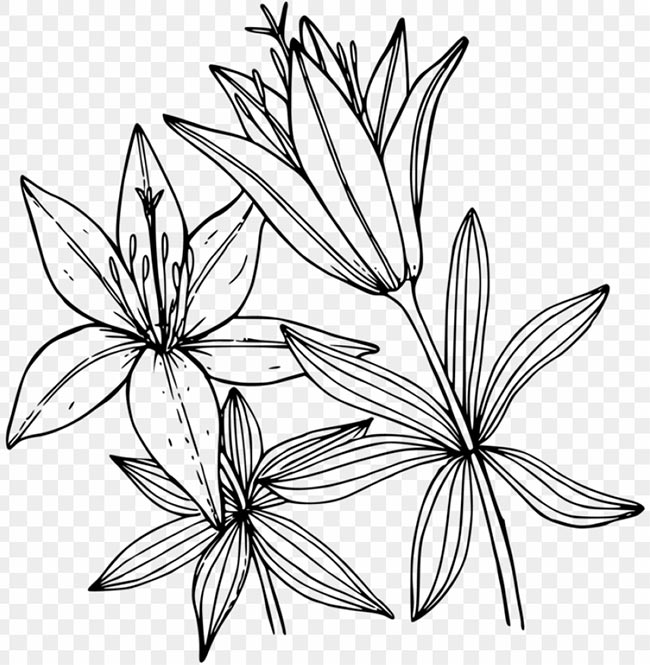 25+ Desenhos de Lírios (Flores) para Imprimir e Colorir/Pintar