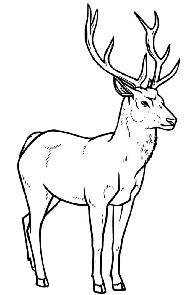 23+ Desenhos de Veado para Imprimir e Colorir/Pintar