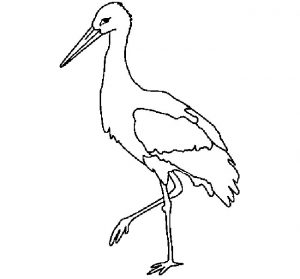 15+ Desenhos de Tuiuiú para Imprimir e Colorir/Pintar