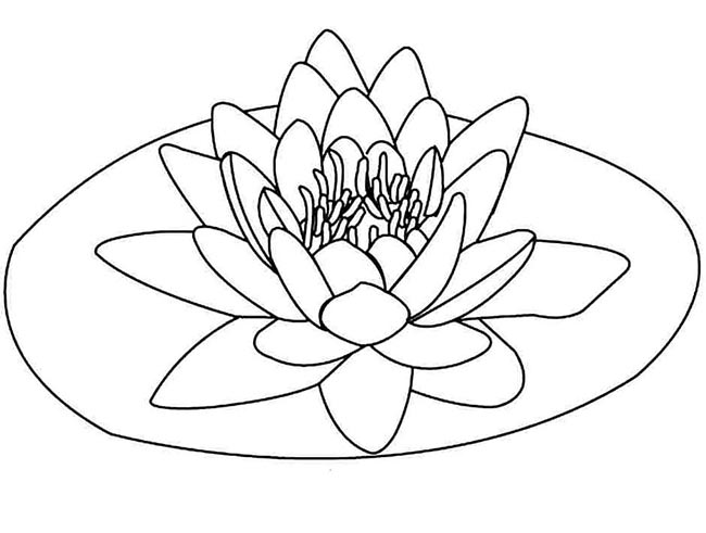 Desenhos De Flor De Lotus Para Colorir Baixe Flor De Lótus Em Um Lago