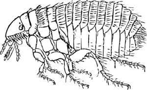 31+ Desenhos, Imagens, Fotos e Moldes de Pulgas para Colorir