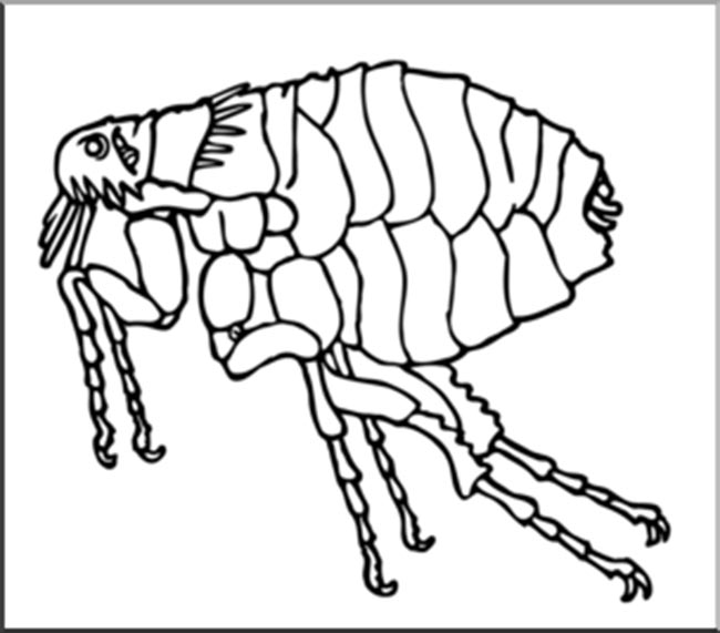 31+ Desenhos, Imagens, Fotos e Moldes de Pulgas para Colorir