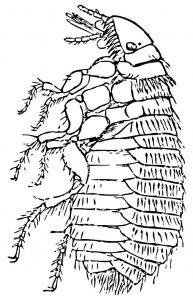 31+ Desenhos, Imagens, Fotos e Moldes de Pulgas para Colorir