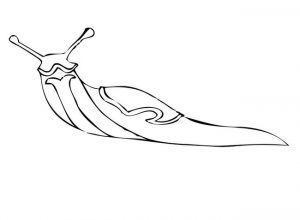 25+ Desenhos de Lesma para Imprimir e Colorir/Pintar