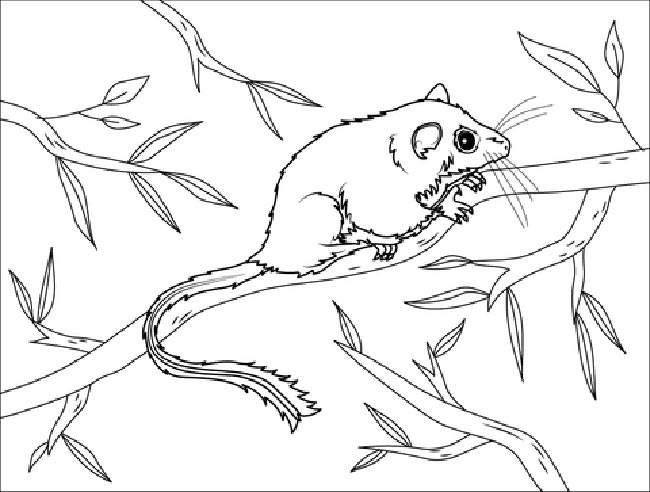 25+ Desenhos e Moldes de Gamba → Imprimir e Colorir