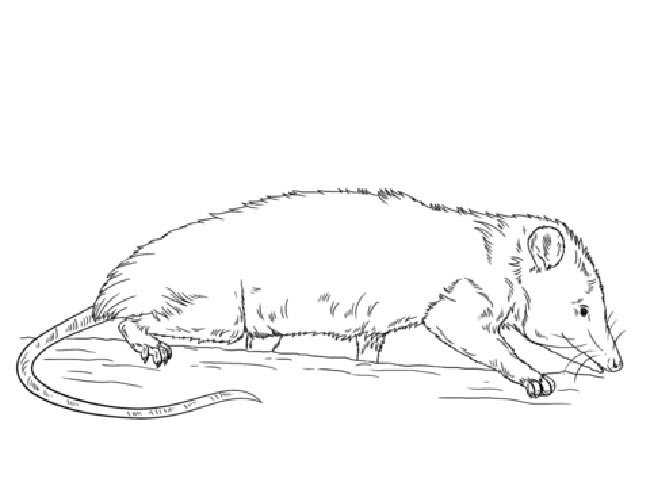 25+ Desenhos e Moldes de Gamba → Imprimir e Colorir