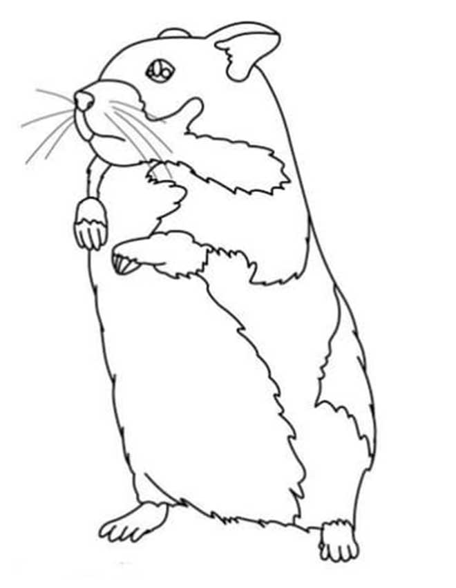 35+ Desenhos de Hamster para Imprimir e Colorir/Pintar
