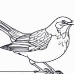 40+ Desenhos de Sabiá para Imprimir e Colorir/Pintar