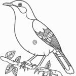 40+ Desenhos de Sabiá para Imprimir e Colorir/Pintar