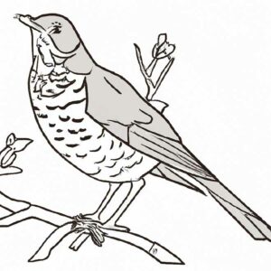 40+ Desenhos de Sabiá para Imprimir e Colorir/Pintar