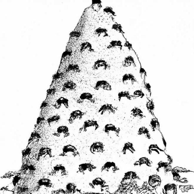 35+ Desenhos de Formigueiro para Imprimir e Colorir/Pintar
