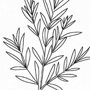 40+ Desenhos de Alecrim para Imprimir e Colorir/Pintar