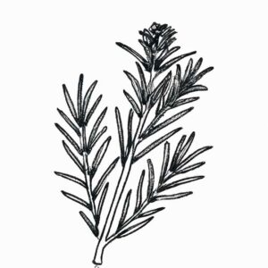 40+ Desenhos de Alecrim para Imprimir e Colorir/Pintar