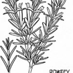 40+ Desenhos de Alecrim para Imprimir e Colorir/Pintar