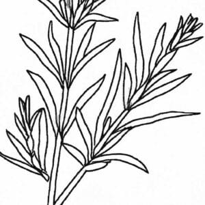 40+ Desenhos de Alecrim para Imprimir e Colorir/Pintar