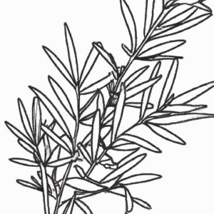 40+ Desenhos de Alecrim para Imprimir e Colorir/Pintar