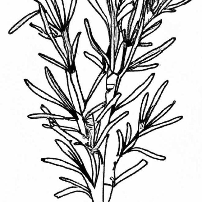 40+ Desenhos de Alecrim para Imprimir e Colorir/Pintar