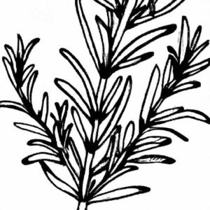 40+ Desenhos de Alecrim para Imprimir e Colorir/Pintar