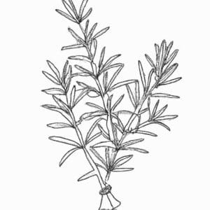 40+ Desenhos de Alecrim para Imprimir e Colorir/Pintar