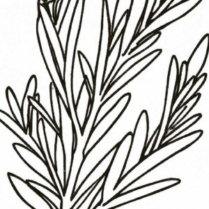 40+ Desenhos de Alecrim para Imprimir e Colorir/Pintar