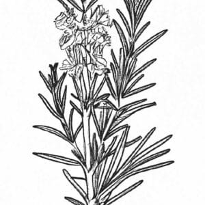 40+ Desenhos de Alecrim para Imprimir e Colorir/Pintar